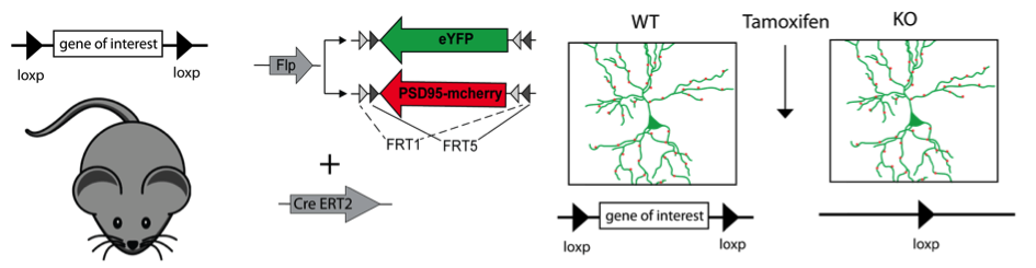 Advanced Uses of Cre-lox and Flp-FRT - A Neuroscientist’s View Advanced Uses of Cre-lox and Flp-FRT - A Neuroscientist’s View